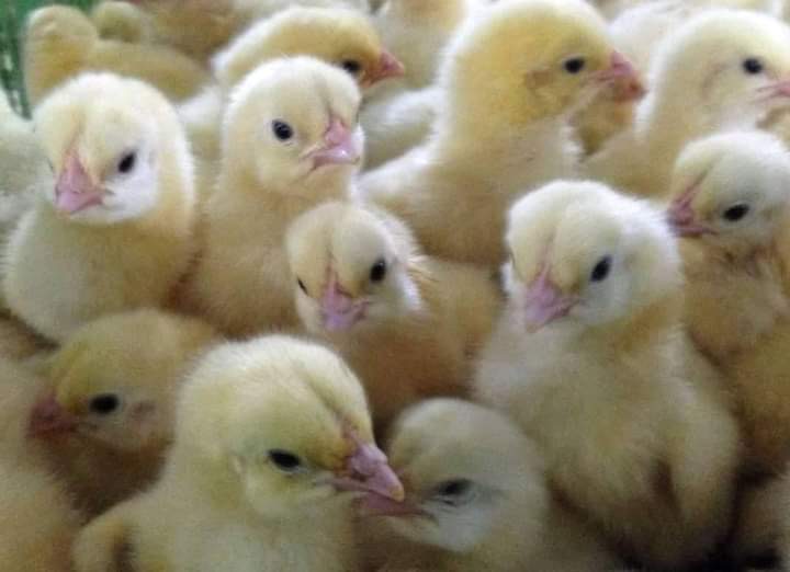 Livestocx - Marketplace