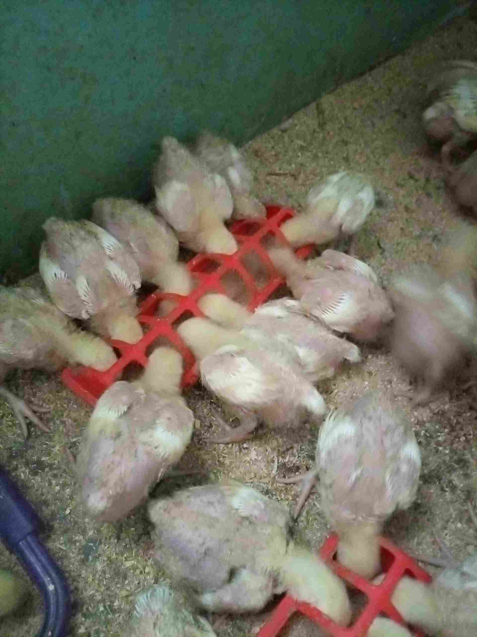 Livestocx - Best deals, Everything Animals