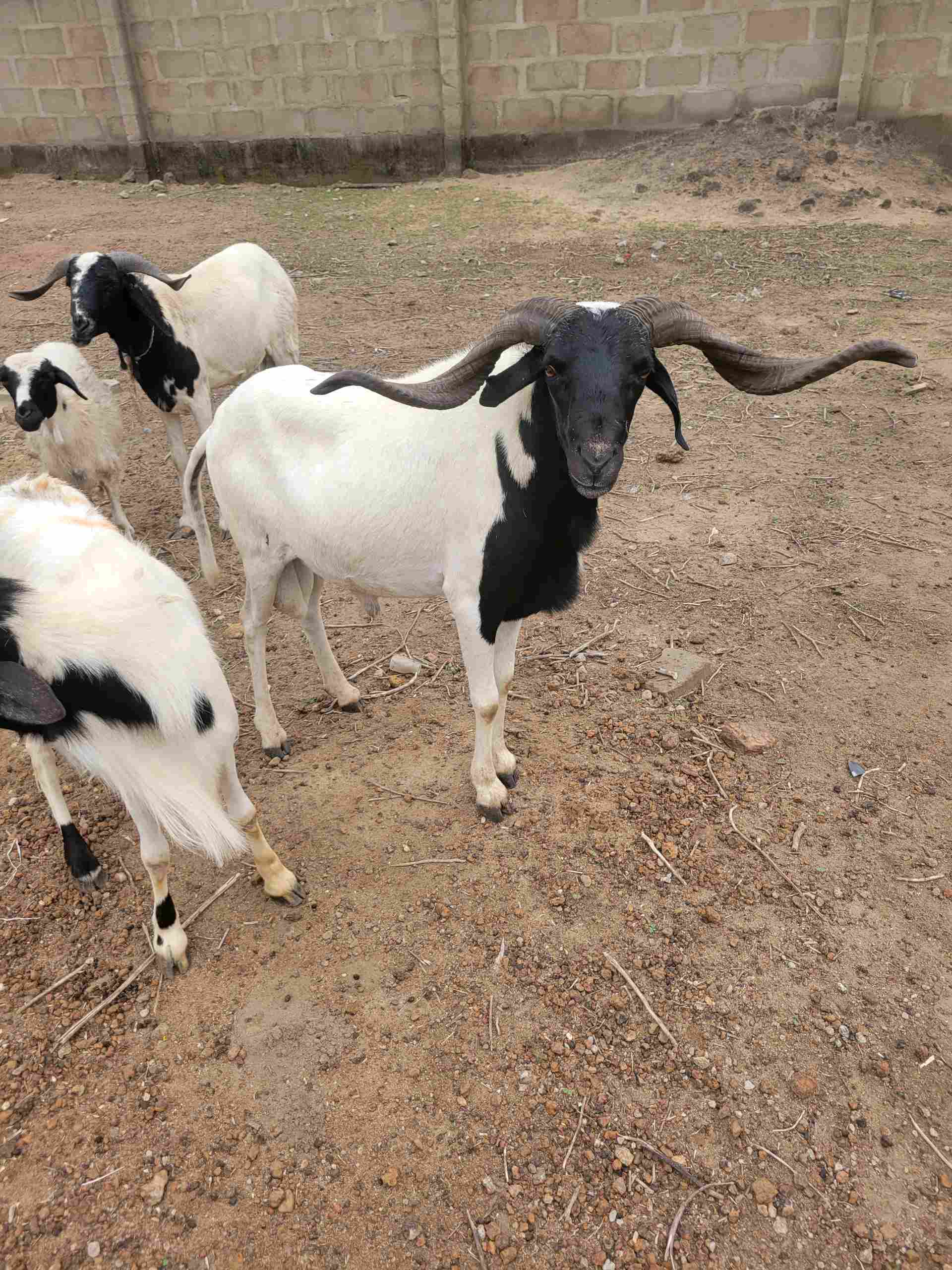 Livestocx - Marketplace